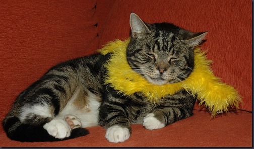 Kitty Stampede: Glamour Kitties